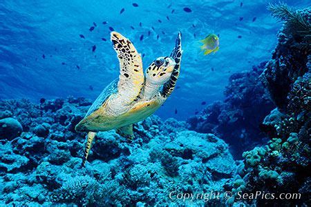 Hawksbill Sea Turtle Belize City Patagonie Belize