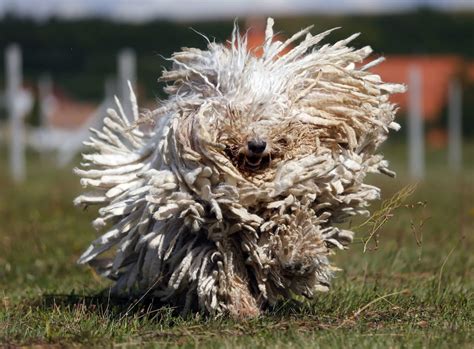 Komondor Breed Guide Learn About The Komondor