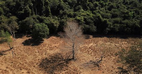 La Deforestación En La Amazonía Brasileña Alcanzó Un Nivel Récord En El