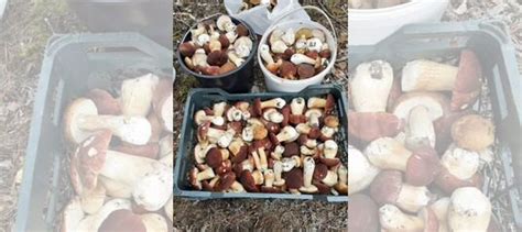 Белые грибы свежие купить в Чебоксарах Товары для дома и дачи Авито