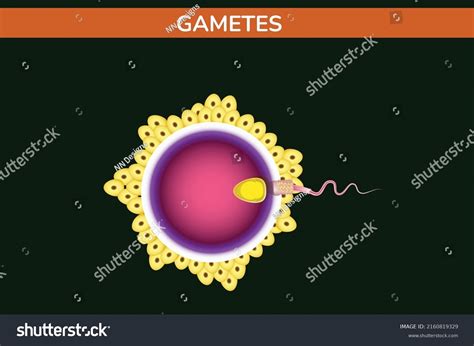 Gametes Detailed Vector Illustration Diagram 库存矢量图（免版税）2160819329