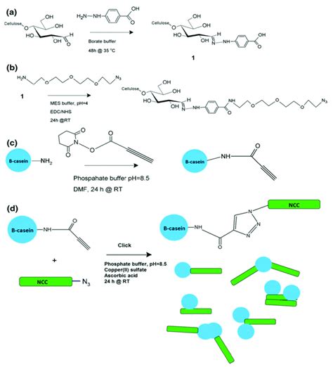 Schematic Representation Of Sequential Reactions A Activation Of Download Scientific Diagram