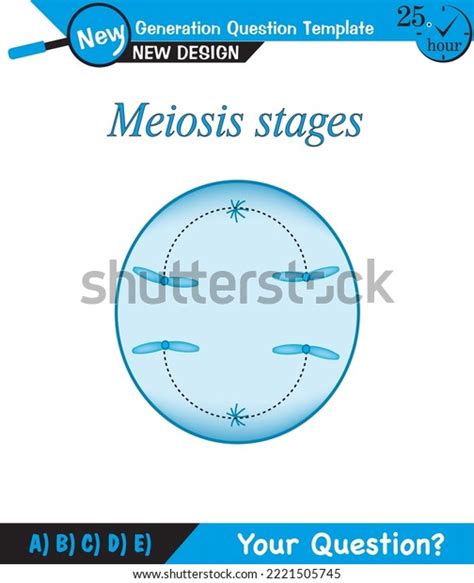Biology Stages Mitosis Meiosis Next Generation Stock Vector Royalty
