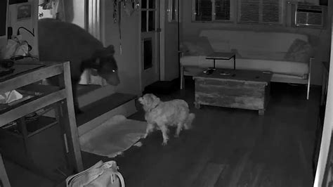 Moo Deng Showcases Her Signature Sassiness In Viral Videos