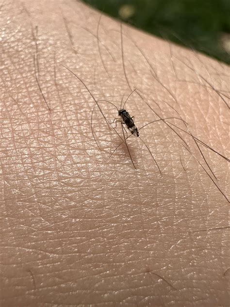 Its Tiny R Whatisthisbug