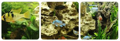 Dennerle Aquaristik-Produkte kaufen – Zubehör, Pflege, Pflanzen...