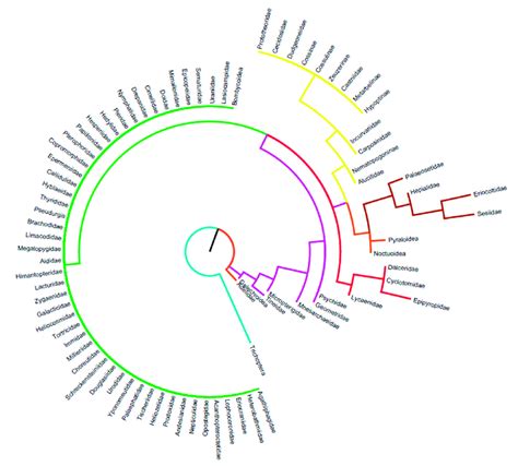 Caterpillars Cladistic Classification See Material And Methods For Download Scientific