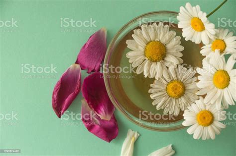 건강한 식사와 건강한 음료를 테마로 한 개념 밝은 녹색 배경에 데이지에서 차 신선한 데이지 꽃 튤립 꽃잎 모란 카피스페이스 감정에 대한 스톡 사진 및 기타 이미지 Istock