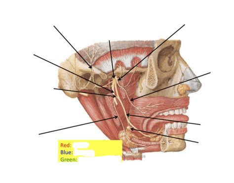 Nerves Of The Infratemporal Fossa Quiz
