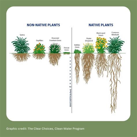 🌿 Native Vs Non Native Plants When It Comes To Plants Whats Underground Matters Just As Much