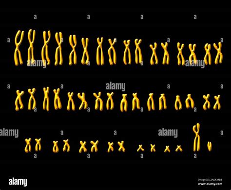 Male Chromosomes Computer Illustration Of The Complete Set Karyotype