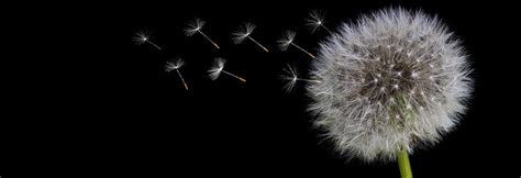 How To Detect Vulnerabilities In Software When No Source Code Is Available Apriorit