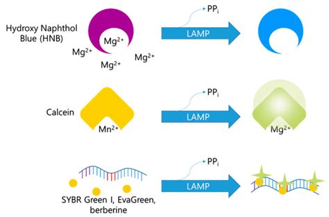 Principles And Applications Of Loop Mediated Isothermal Amplification