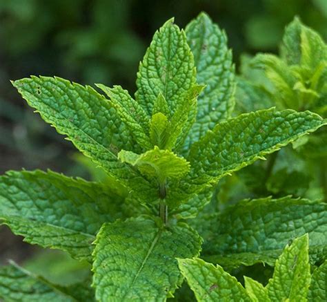 5 Kinds IN 1 Peppermint Seeds Non GMO Seeds LATIN Mentha Etsy