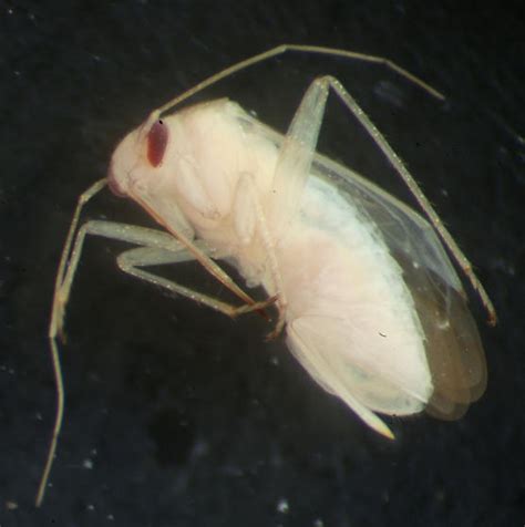 True Bug BugGuide Net