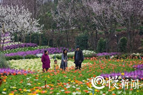 周末賞花去哪兒重慶沙坪垻鳳凰花海20萬株鬱金香花開 每日頭條