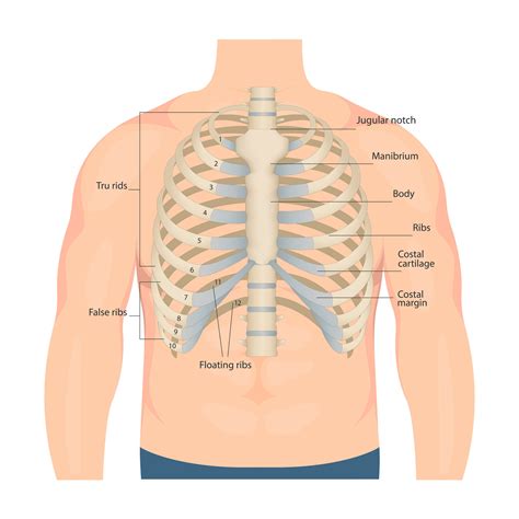 Bones Of The Human Chest Bones Of The Chest With The Name And
