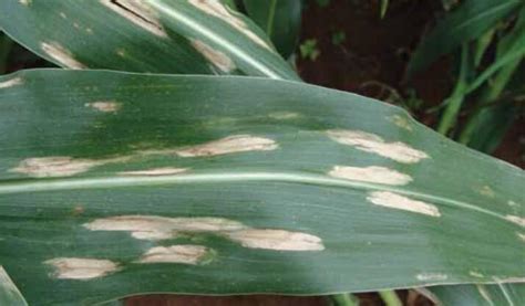 Ai In Agric Scientists At Rail Knust Create Datasets On African Crop