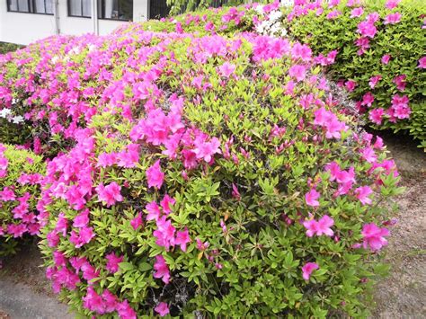 総本山 四天王寺高安山霊園 さつきとつつじの違い