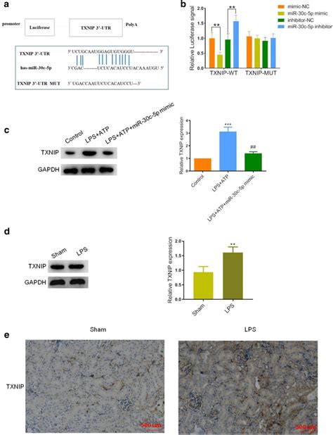 Txnip Was A Target Of Mir 30c 5p A The Binding Sites Between