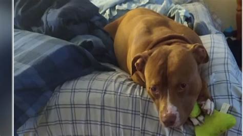 Woman Distraught After Her Dog Was Mistakenly Euthanized At Animal