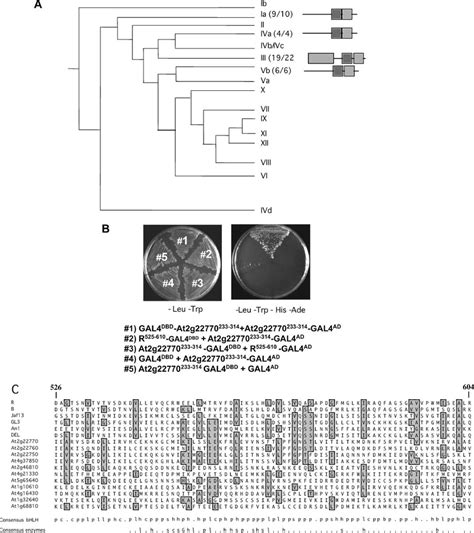 Act Like Domains Are Present In Several Other Plant Bhlh Proteins A