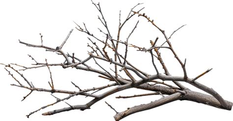 Tree Branch Png PNGs For Free Download