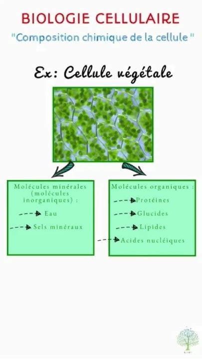 Biologie Cellulaire Composition Chimique De La Cellule التركيب