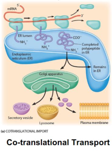 bio 101 ch 7b protein sorting flashcards quizlet