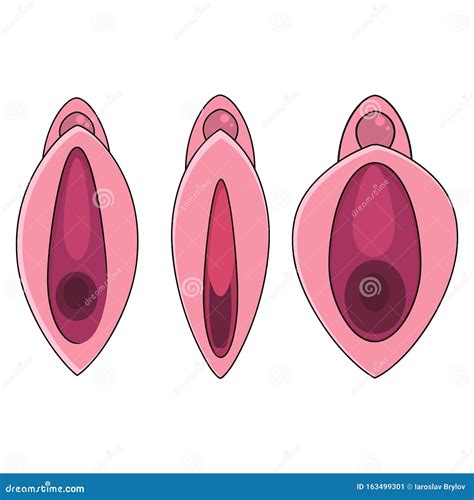 Set Human Vagina Vaginal Opening Or Female Reproductive Sex Organ Line Art Vector Icon For