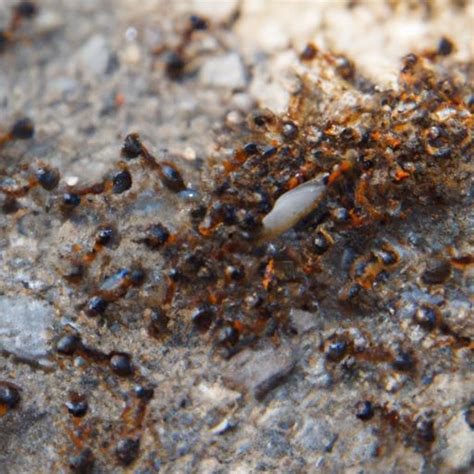Understanding Ant Foraging How Ants Search For Food