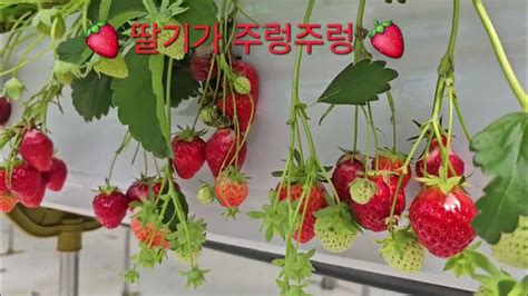 딸기밭하우스에 딸기사러왔어요 딸기 딸기하우스 삼척근덕홍군딸기 Youtube