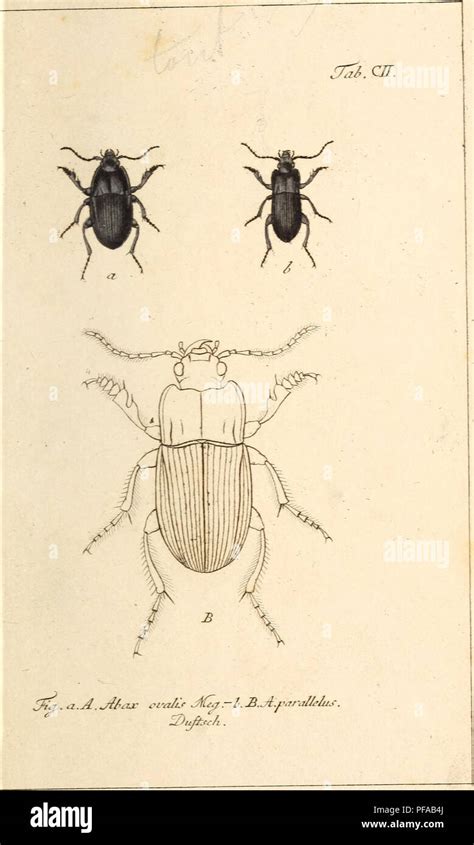 This German Work On Beetles Provides Detailed Descriptions Of Various