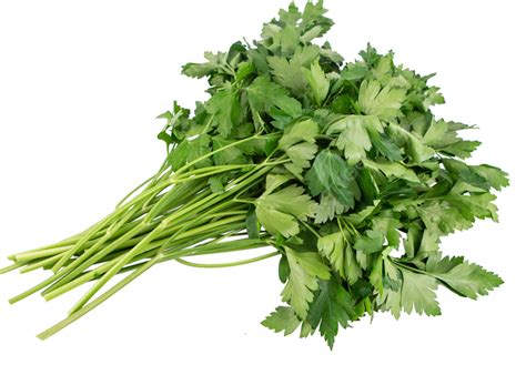 셀러리 녹색 야채 음식 벡터 셀러리 야채 채소 Png 일러스트 및 이미지 에 대한 무료 다운로드 Pngtree