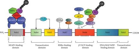 Nrf2 And Keap1 Structure Function Relationship A Schematic Download Scientific Diagram