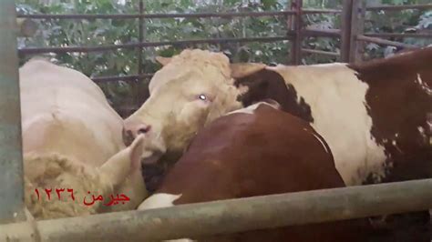 مزارع عجول سمنتال وبلجيكي وهولندي فى فلسطين Youtube