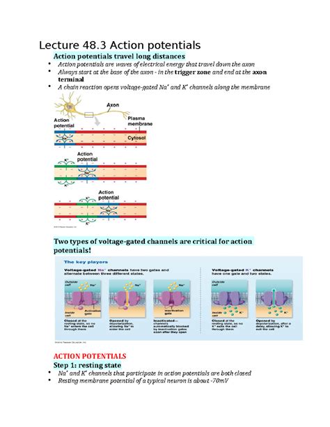 Action Potential Steps