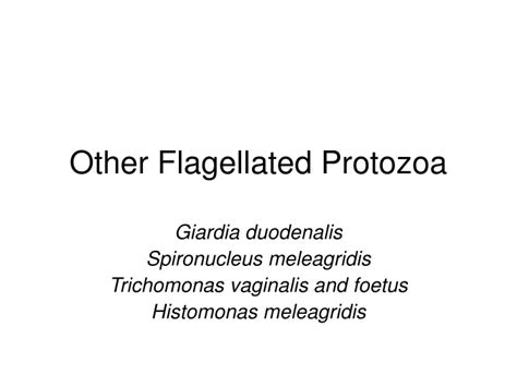 Ppt Other Flagellated Protozoa Powerpoint Presentation Free Download Id 9500224