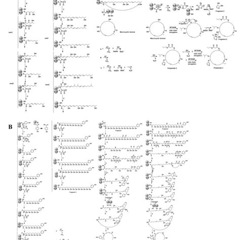 A Polyketide Compounds Purified From Marine Heterotrophic B Download Scientific Diagram