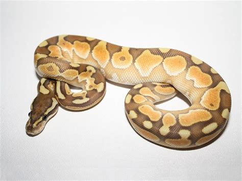 Enchi Lesser Ball Python
