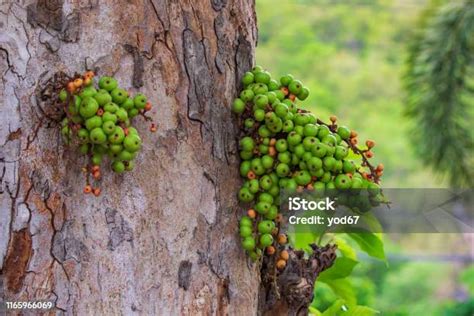 나무에 녹색 야생 무화과 과일의 이미지입니다 태국에서 귀중한 과일 그룹 녹색 작은 무화과 선인선 캐리카 0명에 대한 스톡 사진 및 기타 이미지 Istock