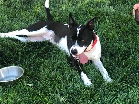 Rescue Dogs That Found Homes Thanks To The Villalobos Rescue Center