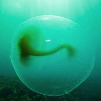 Mystery Norwegian Jelly Like Blobs Stump Marine Biologists Genetic Literacy Project
