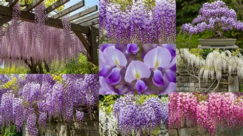 Wisteria Flower Complete Guide Types Colors Care Growing Tips Bonsai And Garden Uses My