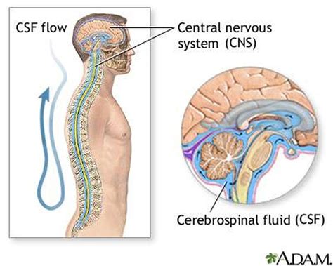 Pictures Of Cerebrospinal Fluid