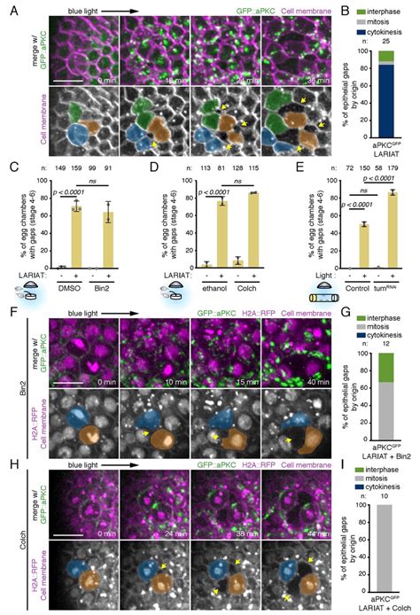 Cell Division Challenges Tissue Cohesion Upon Apkc Inactivation Download Scientific Diagram
