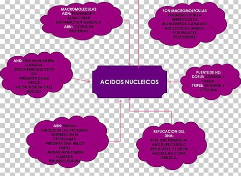 Bacteria Nucleic Acid Biochemistry Biology Virus Png Clipart Area