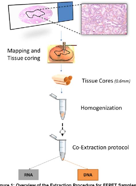 Formalin Fixation Paraffin Embedding At Lucy Via Blog