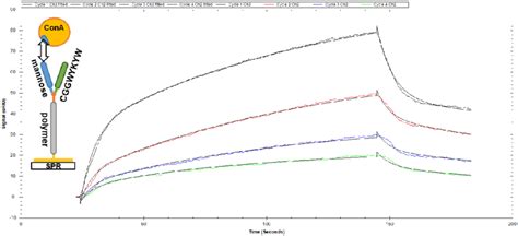 SPR Measuring Curve Of The Binding And Detachment Events Of A Series Of Download Scientific