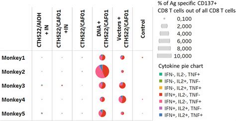 Cd8 T Cells Responses Multifunctional Analyses Week 22 Cytokine Download Scientific Diagram